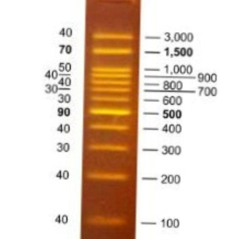 DNA Ladder – Labmed
