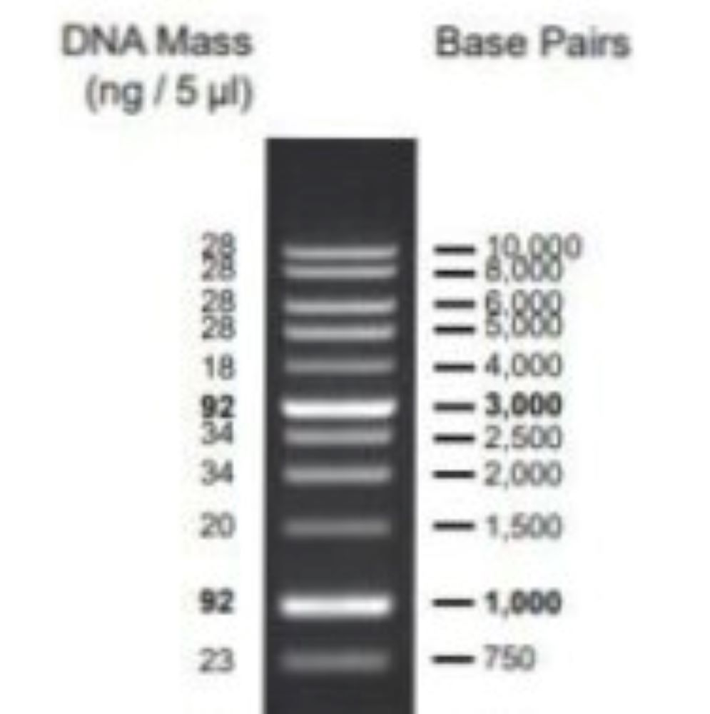 GenLadder 1kb (ready-to-use) DNA marker – Labmed